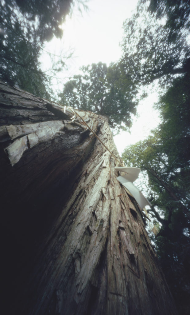 Yggdrasill Maroko | Eikoh Tanaka