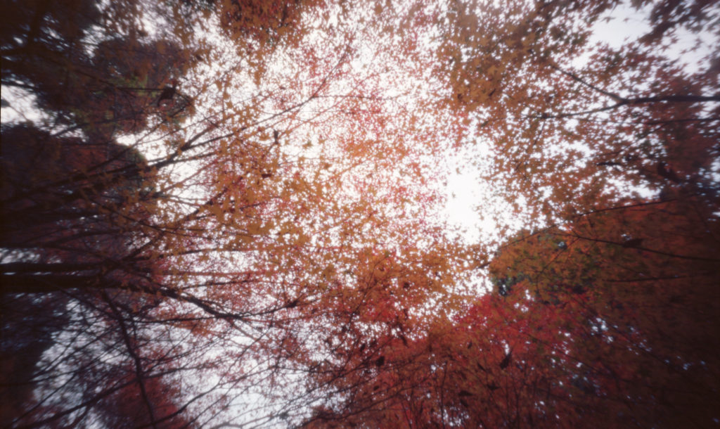 Yggdrasill Yoshimine β | Eikoh Tanaka