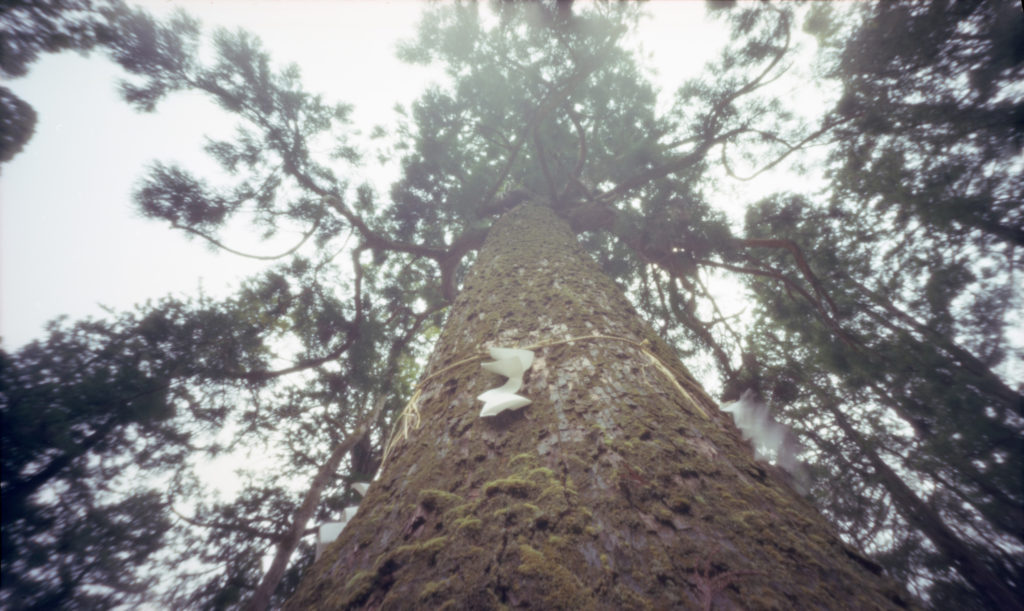 Yggdrasill Koutai | Eikoh Tanaka