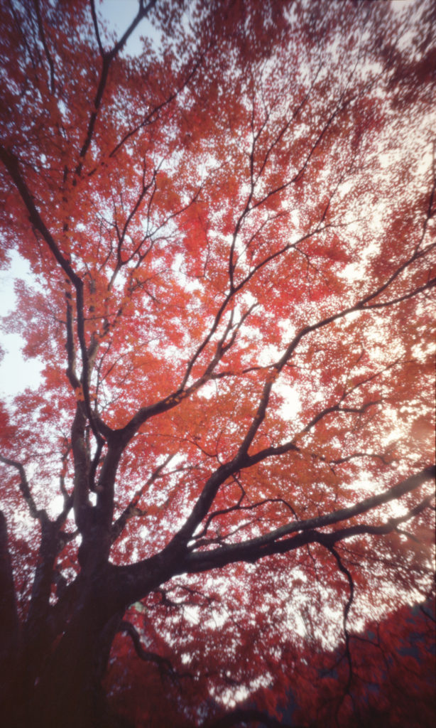 Yggdrasill Yoshimine α | Eikoh Tanaka